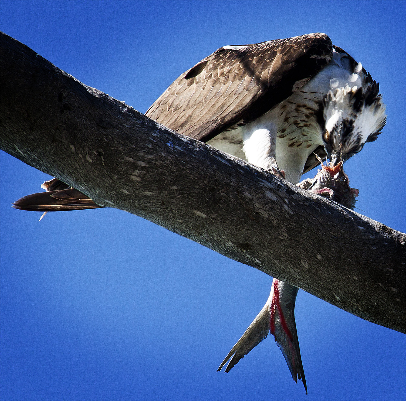 Hungry Osprey | Shutterbug